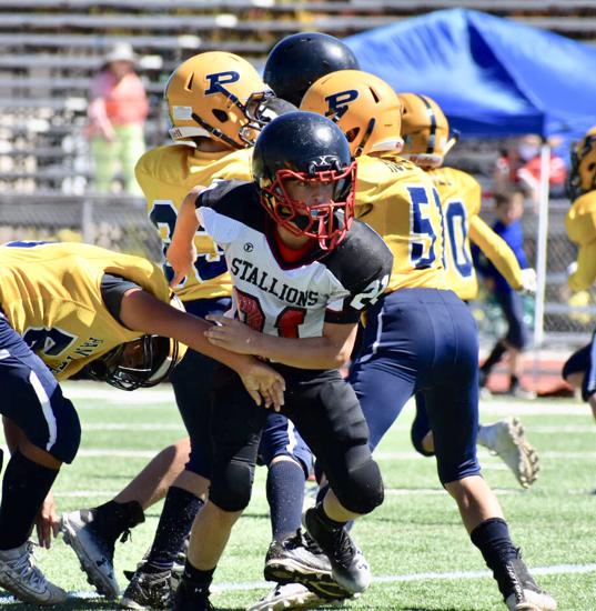 Santa Rosa Stallions